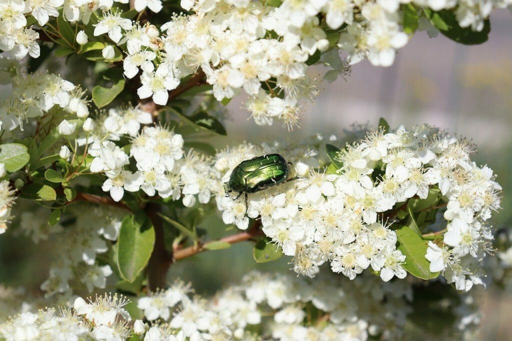 Réussir une plantation de plantes vivaces