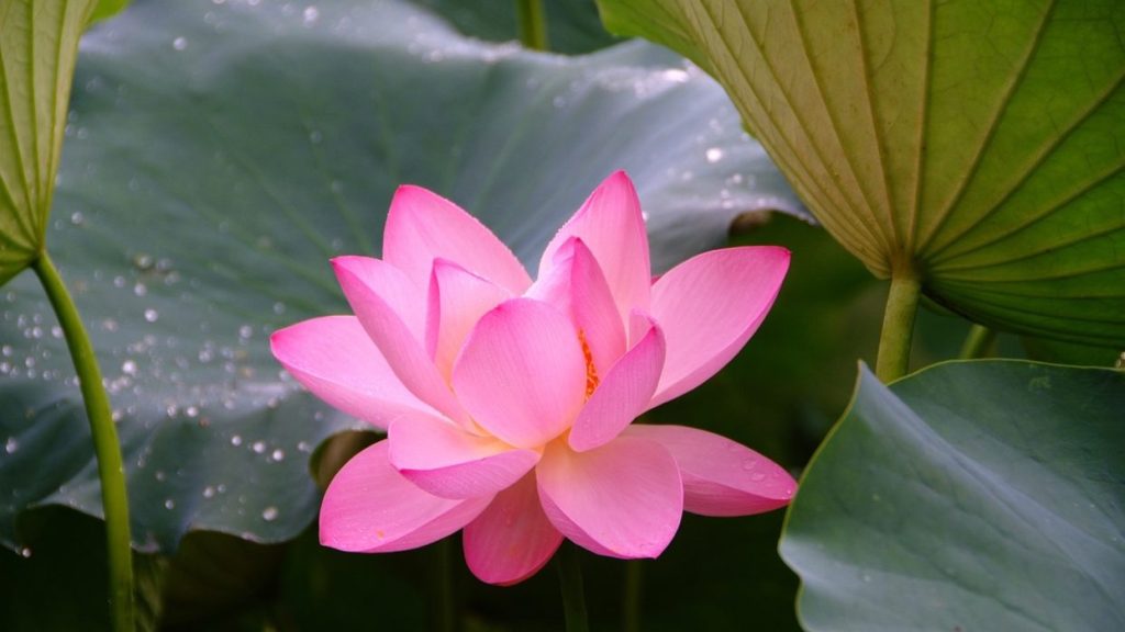 Quelles types de fleurs choisir pour mon jardin